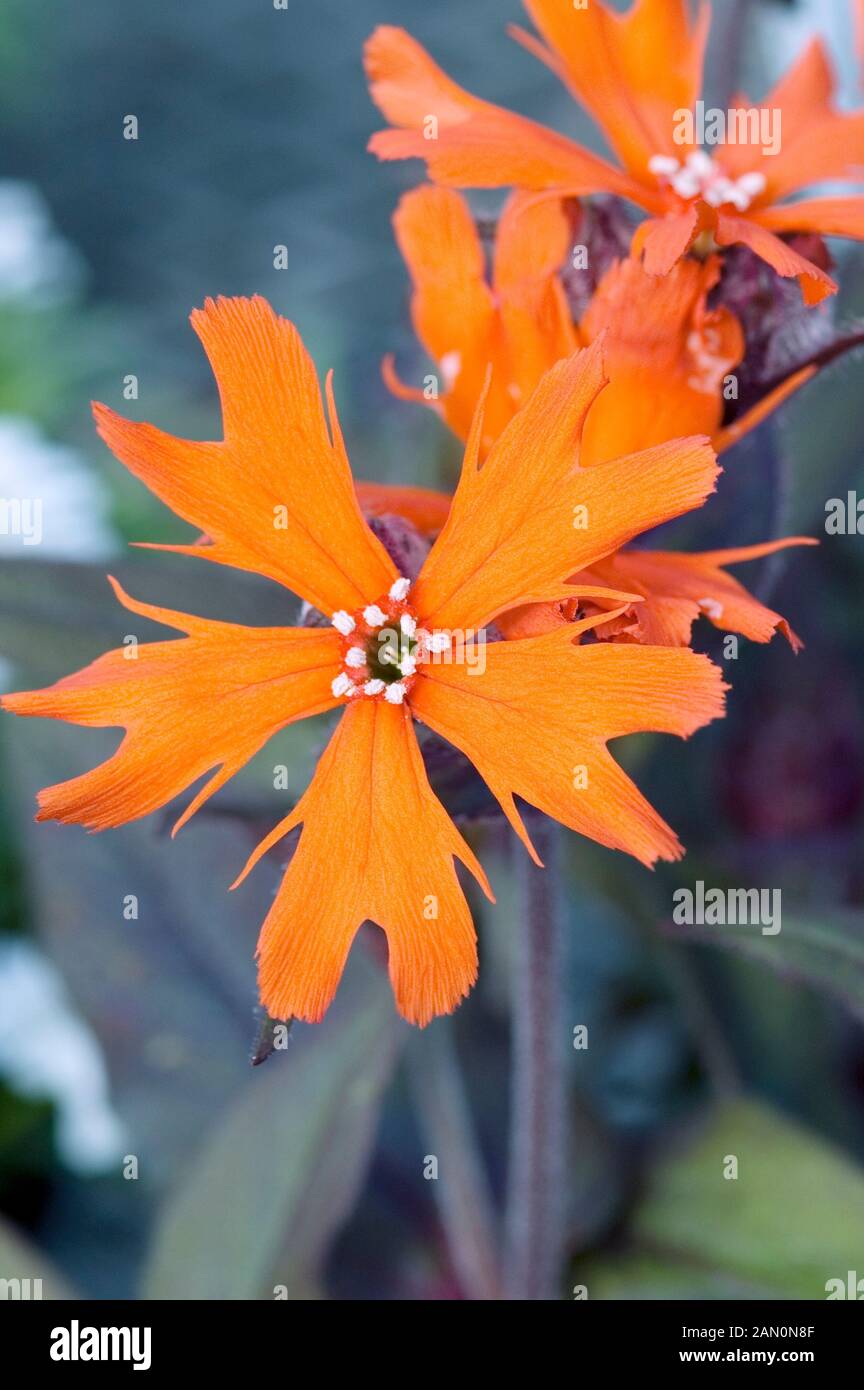 Lychnis arkwrightii hi-res stock photography and images - Alamy