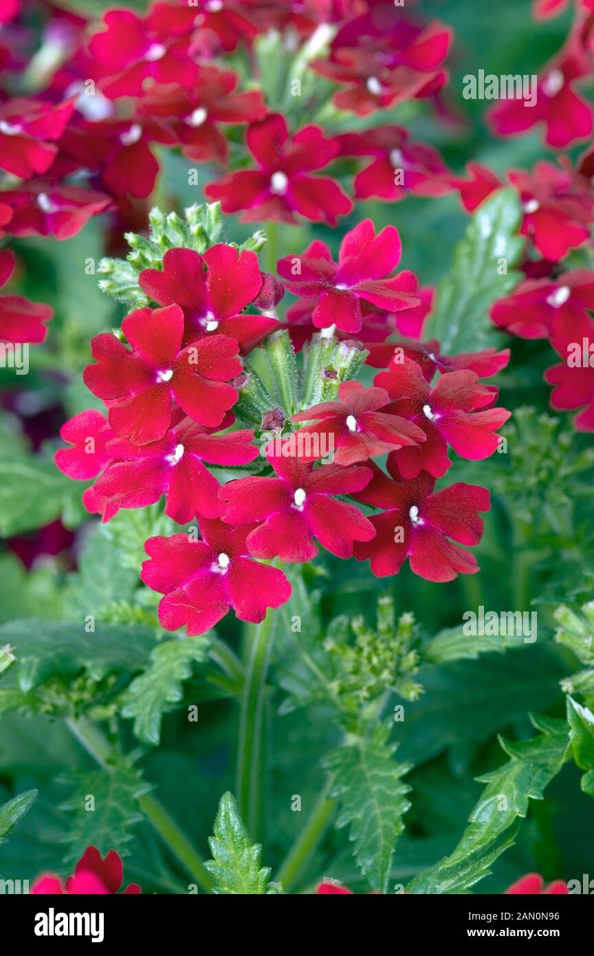 Verbena obsession hi-res stock photography and images - Alamy