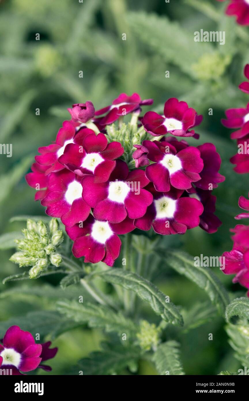 Verbena obsession hi-res stock photography and images - Alamy