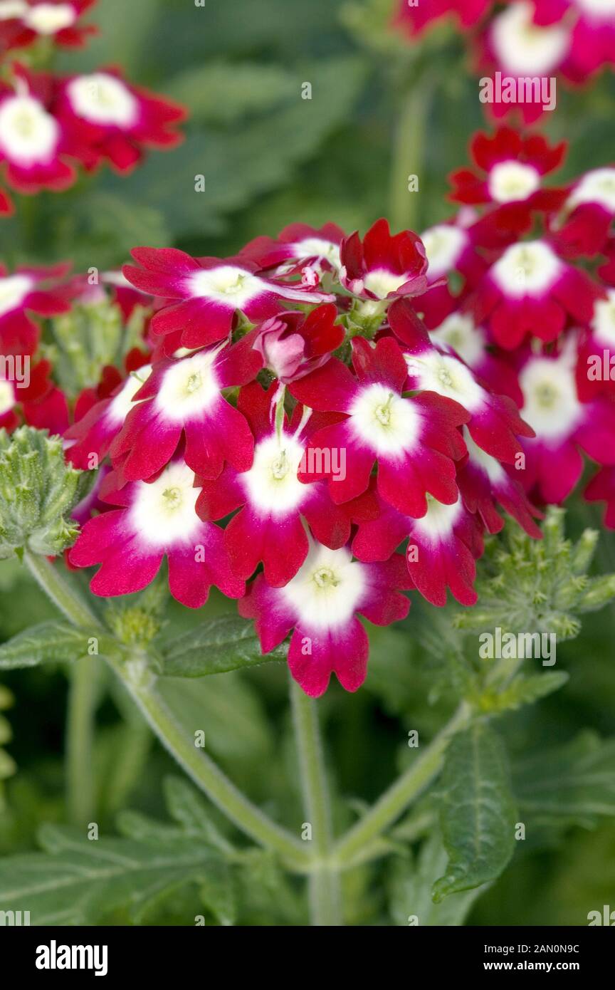Verbena obsession hi-res stock photography and images - Alamy