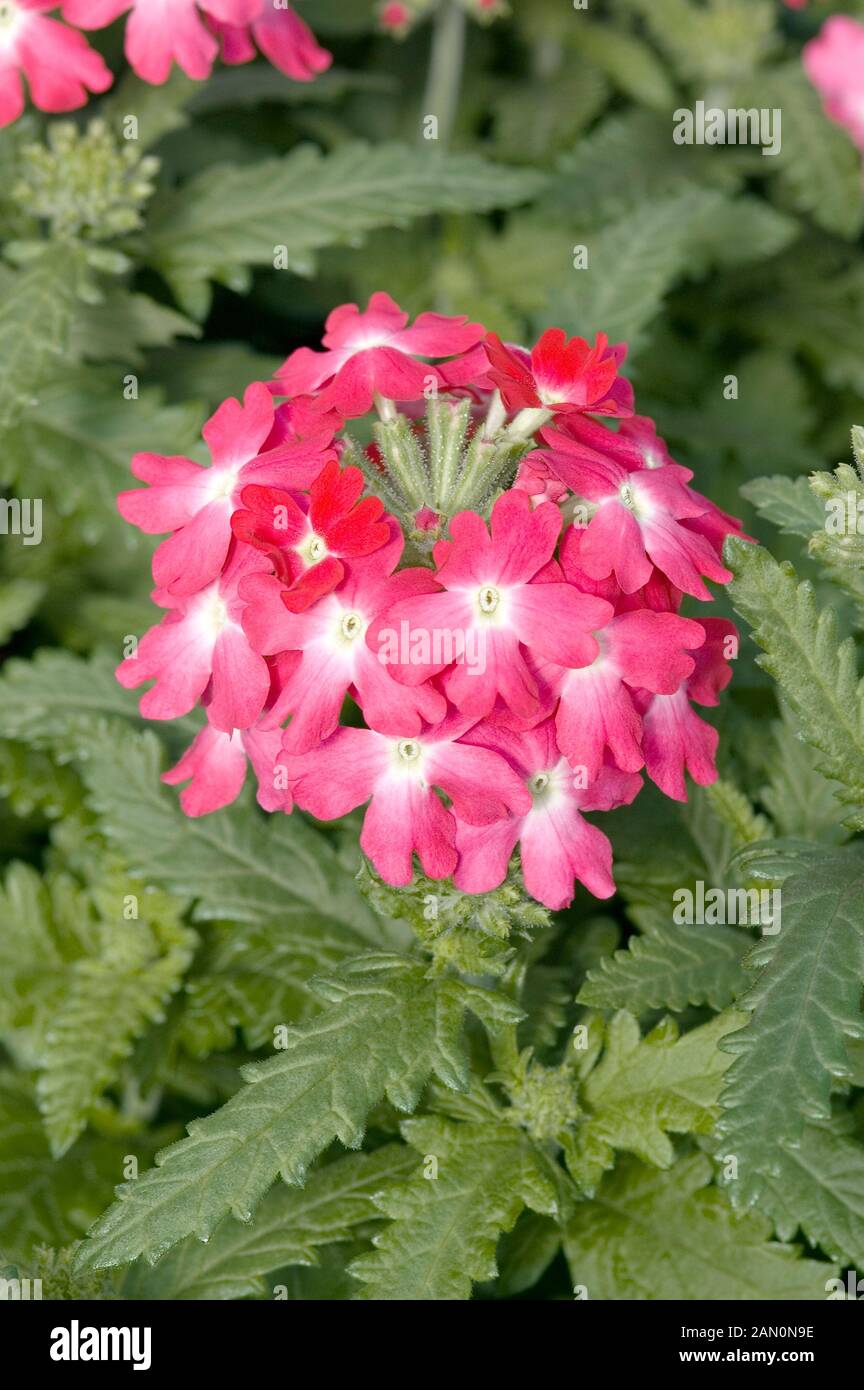 Verbena obsession hi-res stock photography and images - Alamy