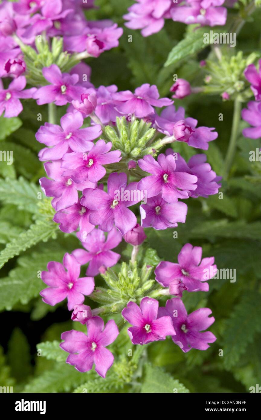 Verbena obsession hi-res stock photography and images - Alamy