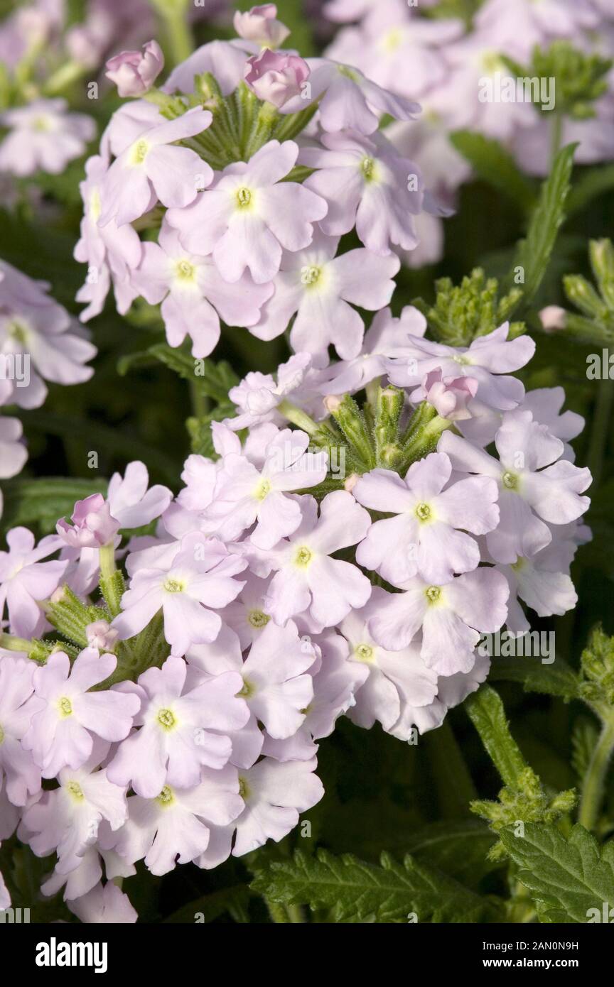 Verbena obsession hi-res stock photography and images - Alamy