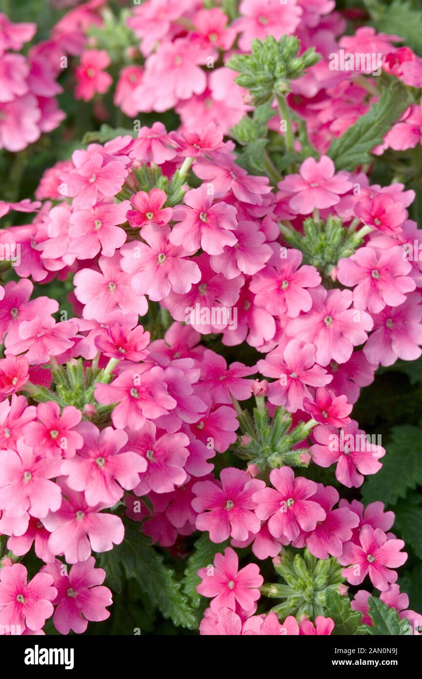 Verbena obsession hi-res stock photography and images - Alamy
