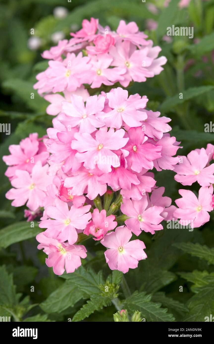 Verbena obsession hi-res stock photography and images - Alamy