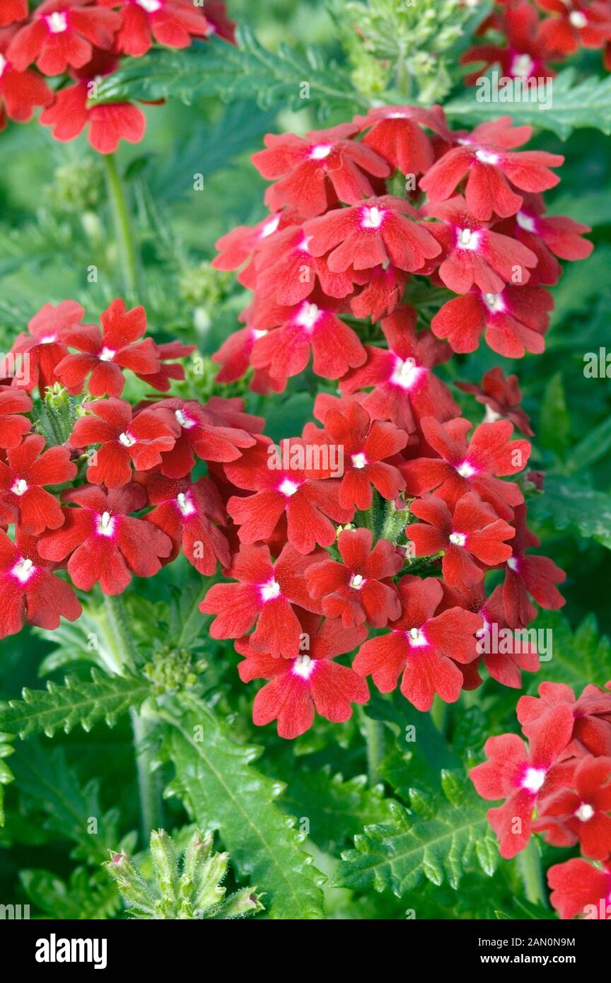 VERBENA OBSESSION RED Stock Photo - Alamy