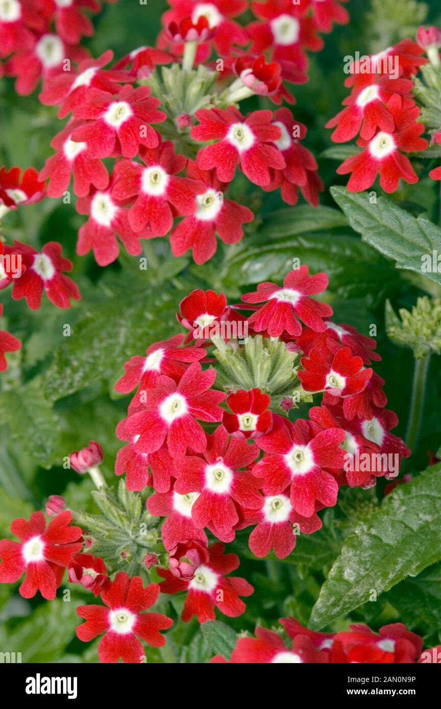 Verbena obsession hi-res stock photography and images - Alamy