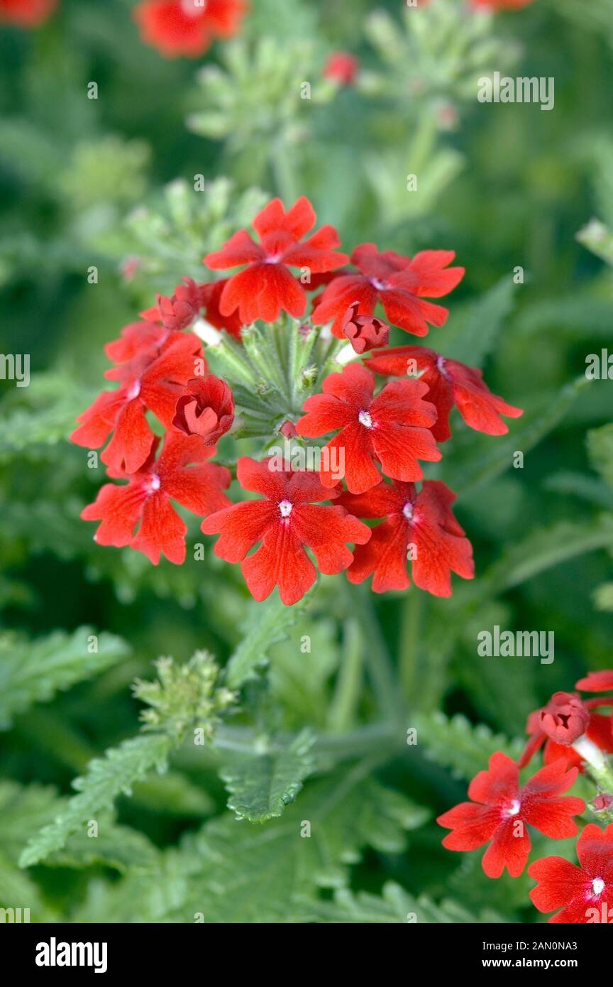 Verbena obsession hi-res stock photography and images - Alamy