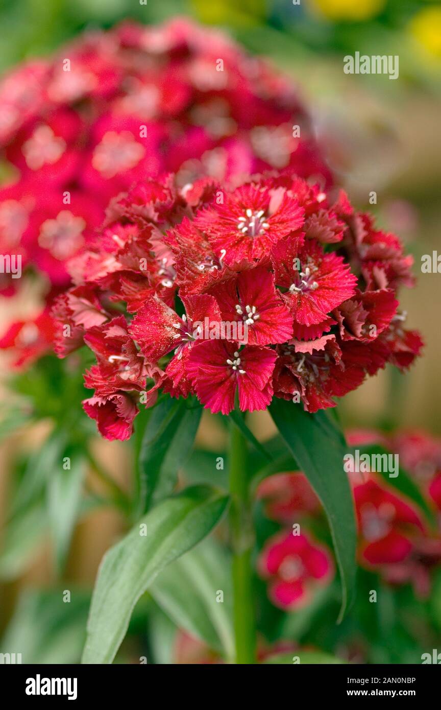 Dianthus chinensis hi-res stock photography and images - Alamy
