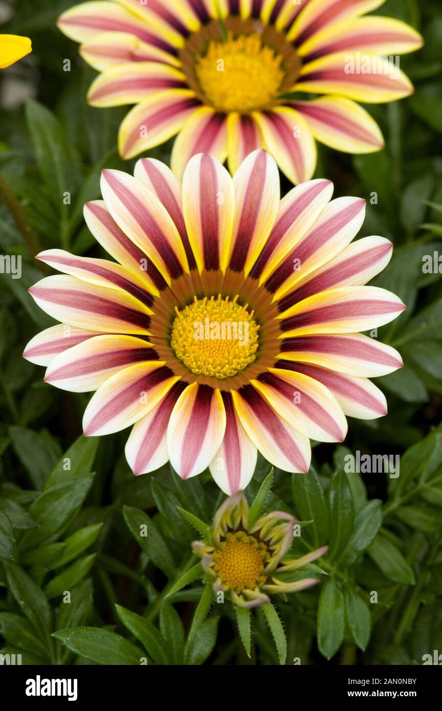 Gazania daybreak rose stripe hi-res stock photography and images - Alamy