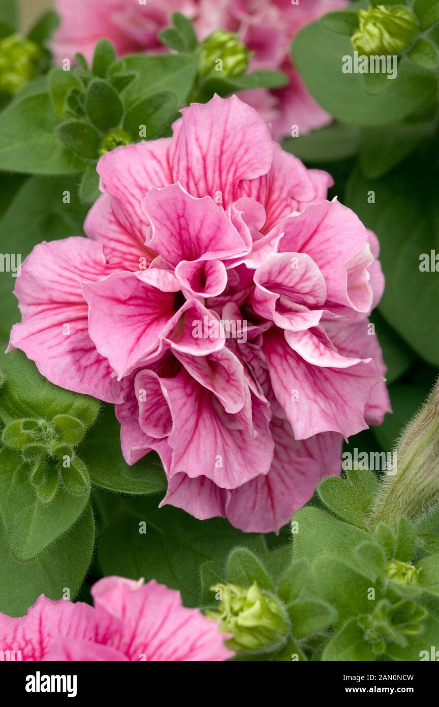 Petunia Double High Resolution Stock Photography and Images - Alamy