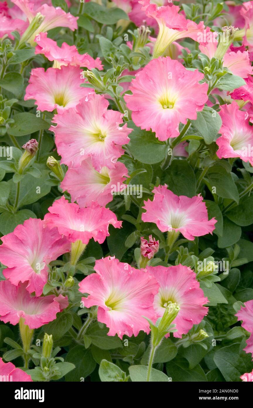 Rosy wave hi-res stock photography and images - Alamy