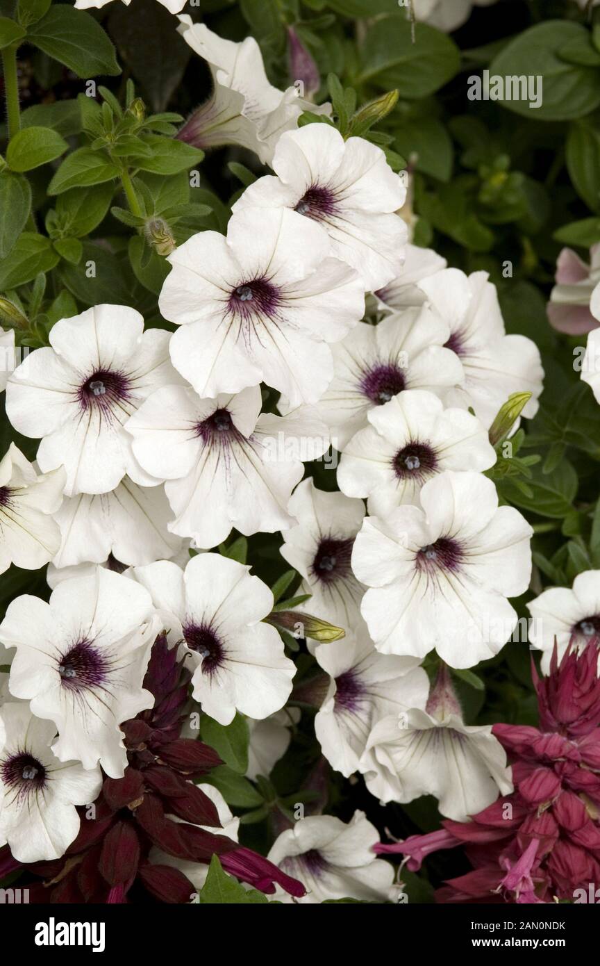PETUNIA TIDAL WAVE SILVER Stock Photo - Alamy PETUNIA TIDAL WAVE SILVER Stock Photo - Alamy
