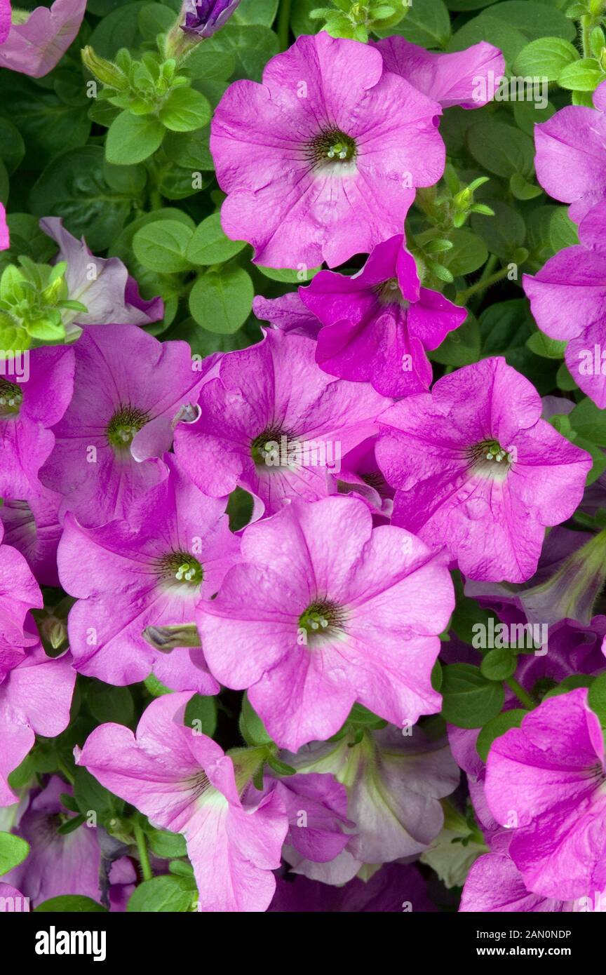 Lavender wave hi-res stock photography and images - Alamy