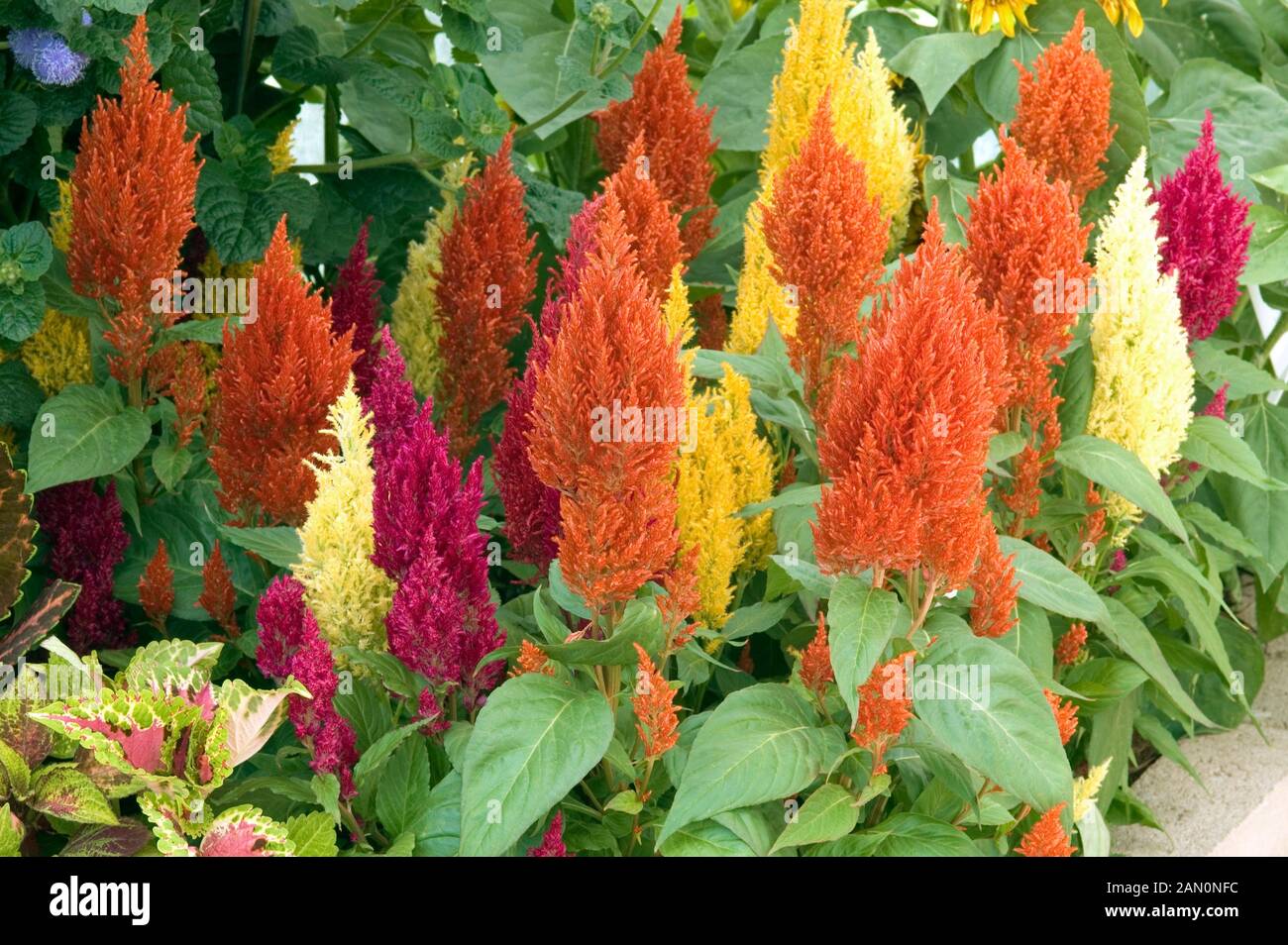 CELOSIA PLUMOSA CENTURY MIX Stock Photo - Alamy