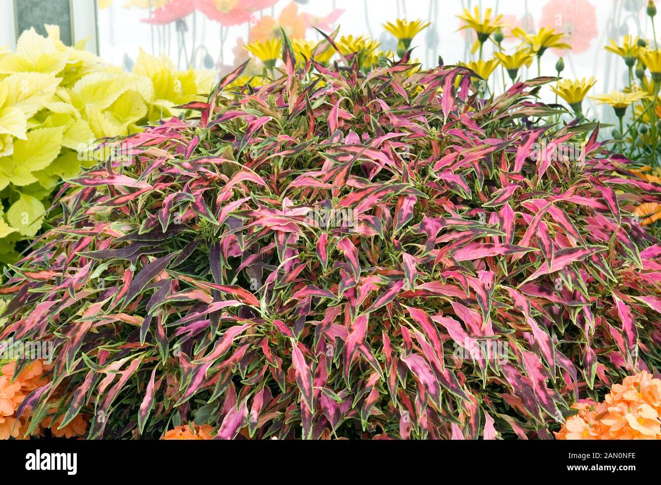 Chaos coleus hi-res stock photography and images - Alamy