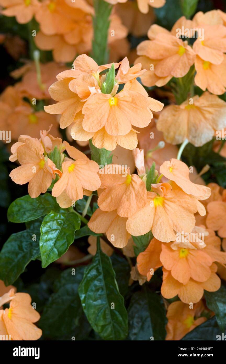 Crossandra hi-res stock photography and images - Alamy