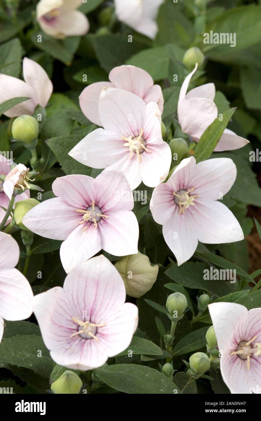 Platycodon Grandiflorus Astra Pink