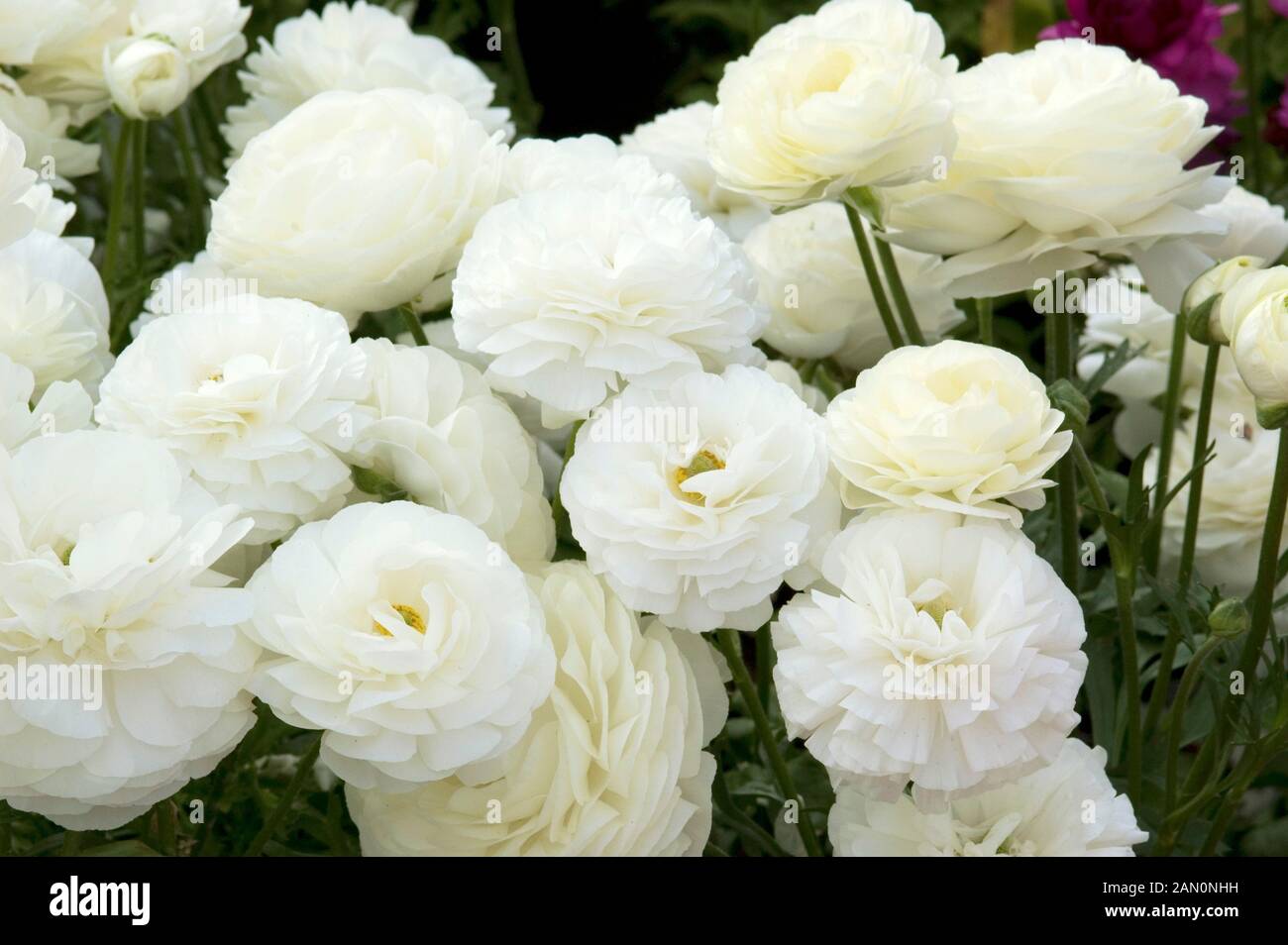 RANUNCULUS BLOOMINGDALE WHITE Stock Photo - Alamy