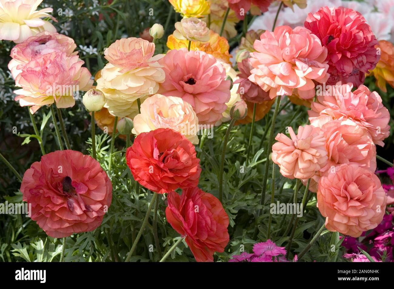 RANUNCULUS VICTORIA MIX Stock Photo - Alamy