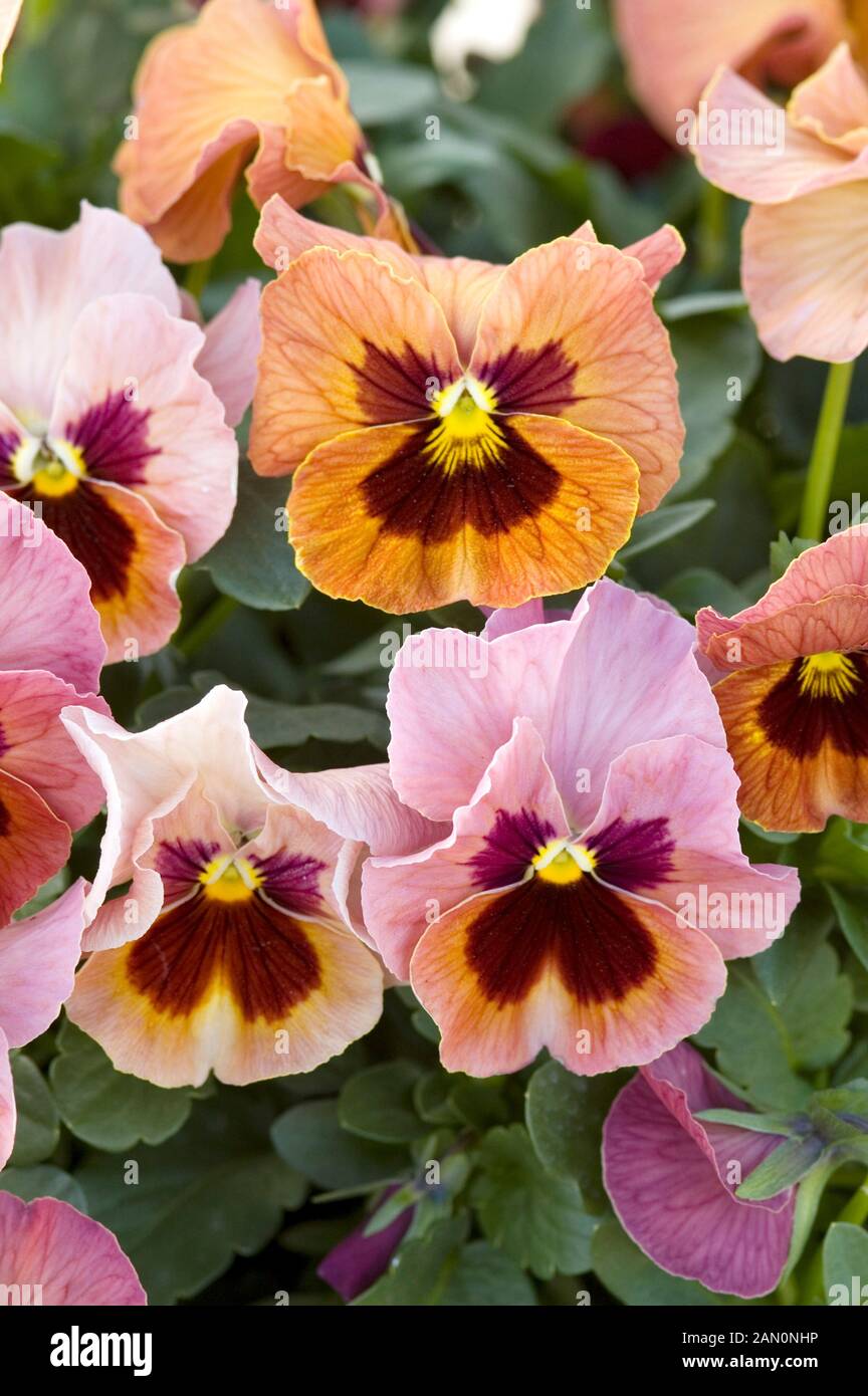 Apricot shades hi-res stock photography and images - Alamy