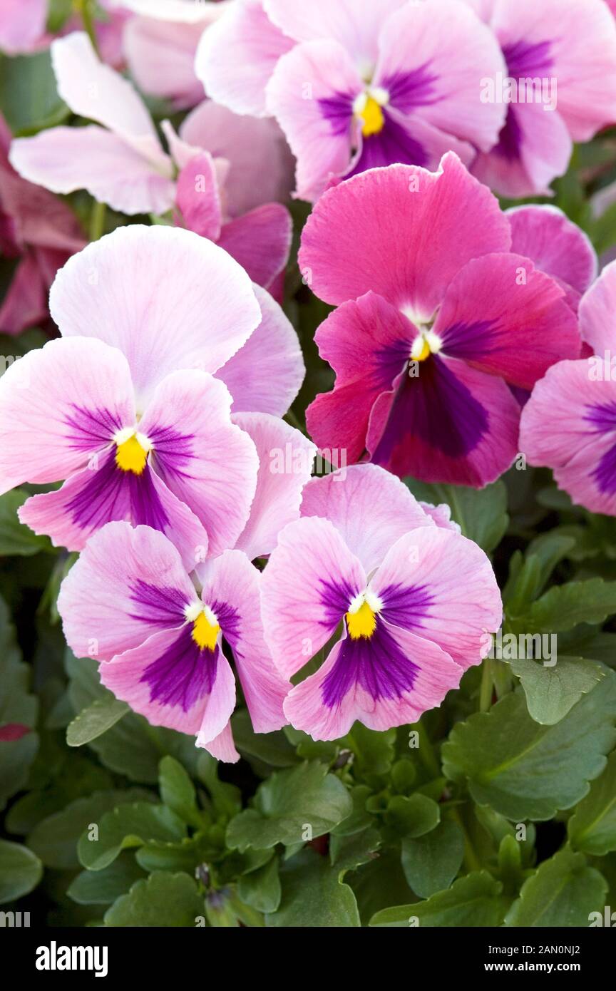 VIOLA WITTROCKIANA ULTIMA PINK SHADES Stock Photo - Alamy