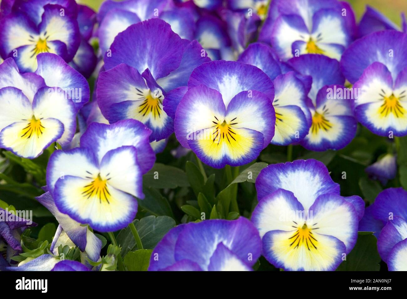 VIOLA WITTROCKIANA ULTIMA RADIANCE DEEP BLUE Stock Photo - Alamy