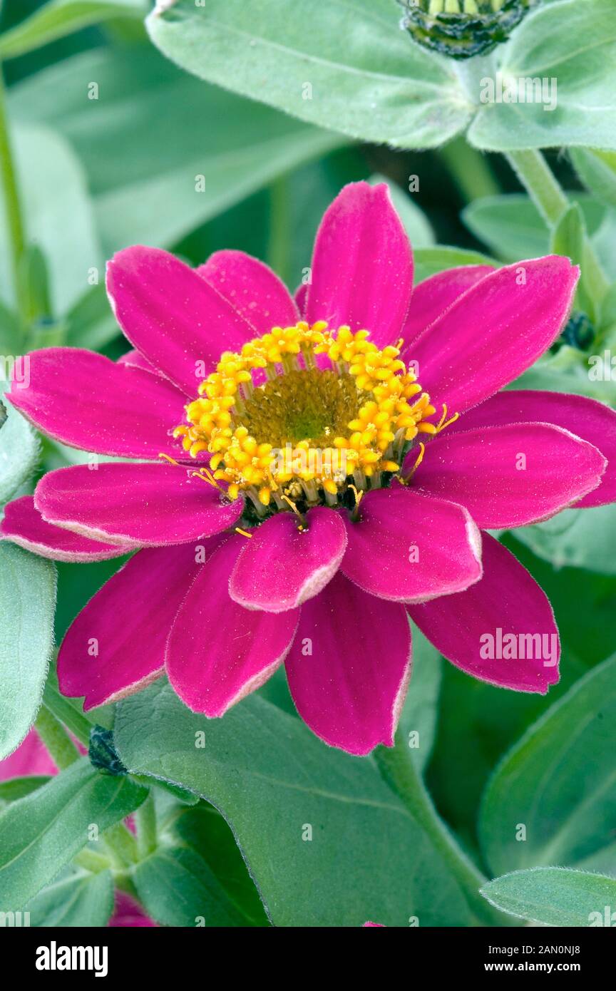 Profusion zinnia hi-res stock photography and images - Alamy