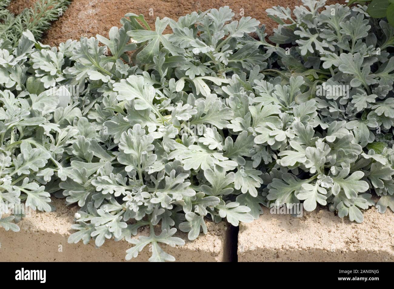 Artemisia stellariana hi-res stock photography and images - Alamy