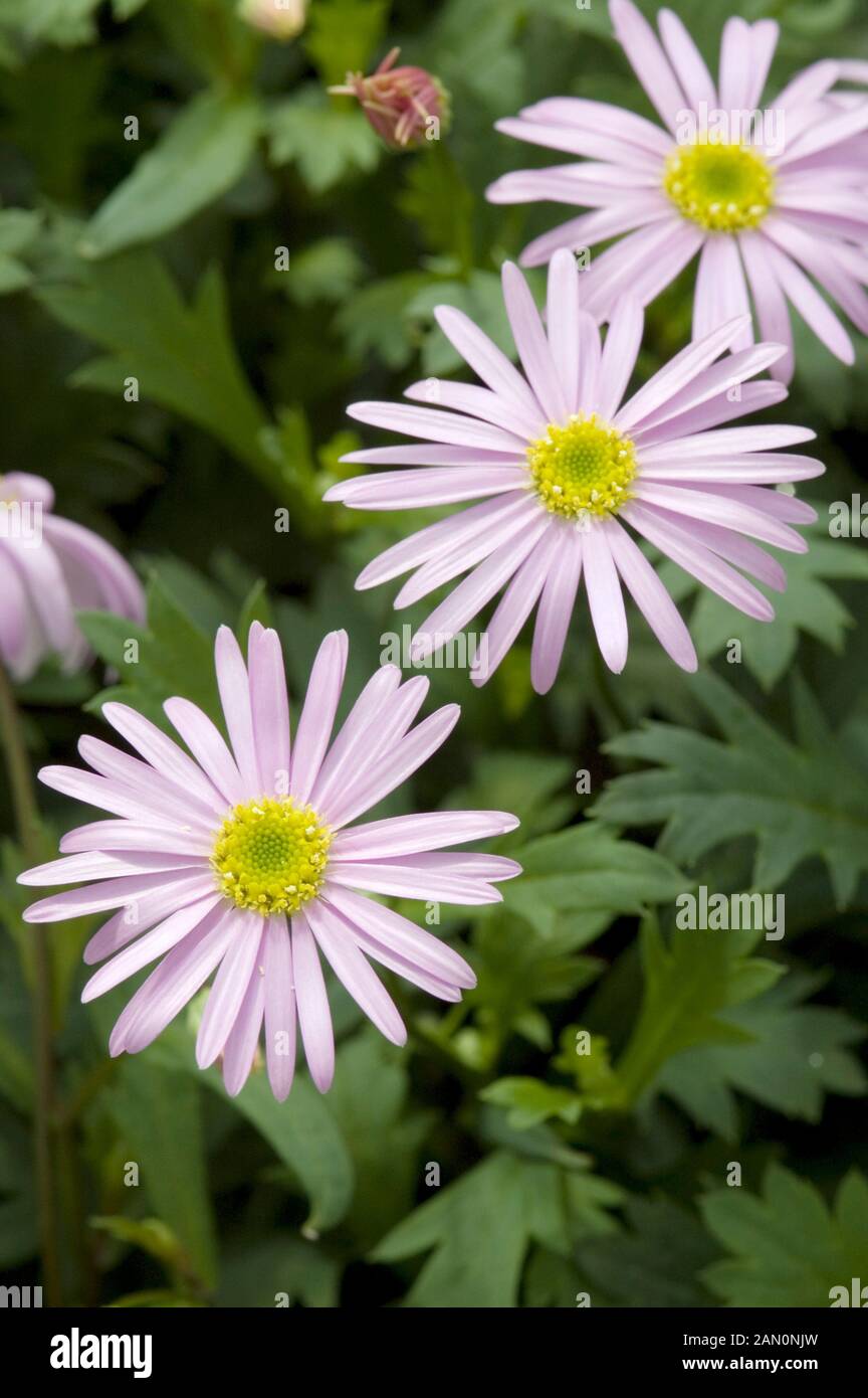 Brachycome hi-res stock photography and images - Alamy