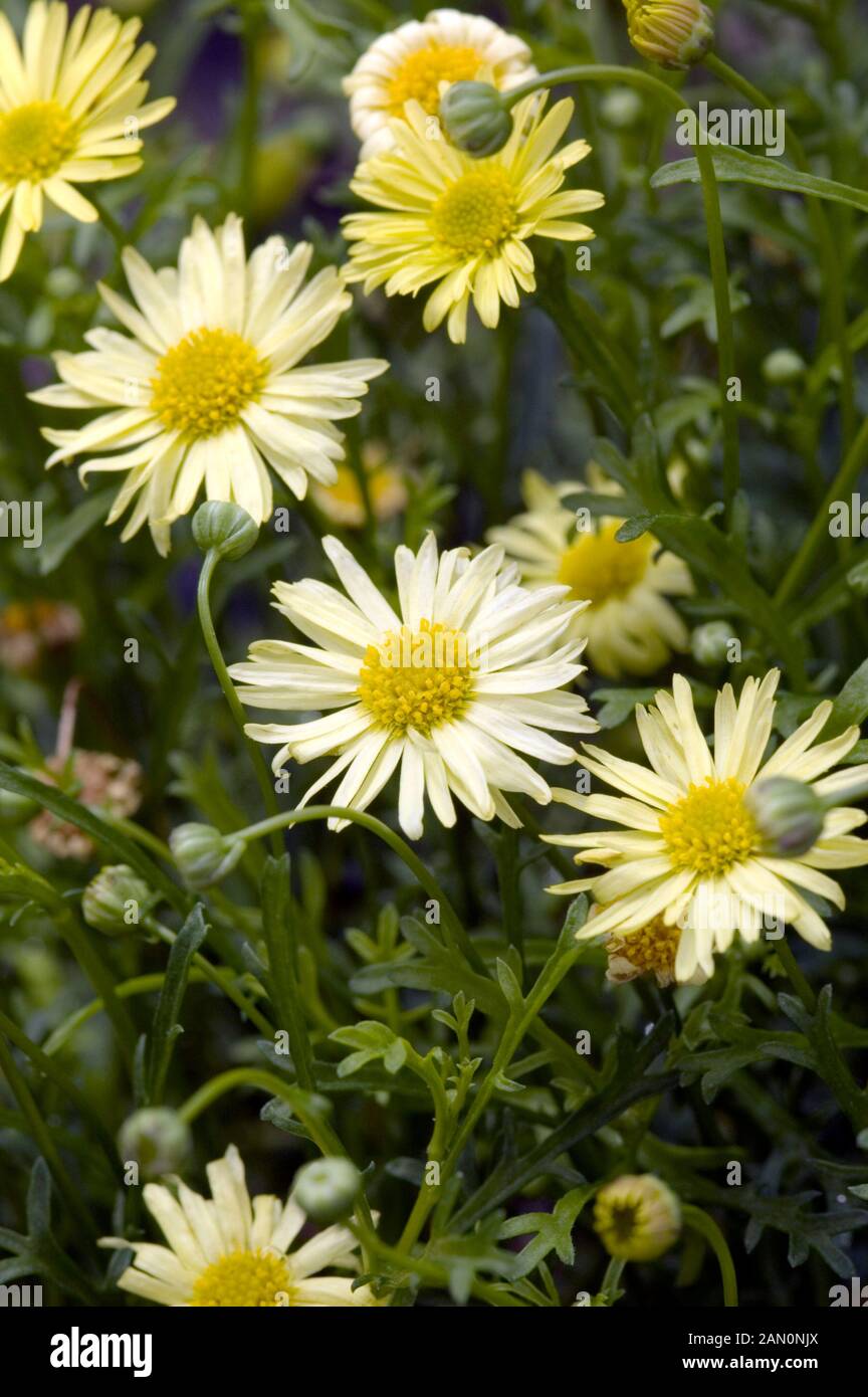 Brachycome High Resolution Stock Photography and Images - Alamy