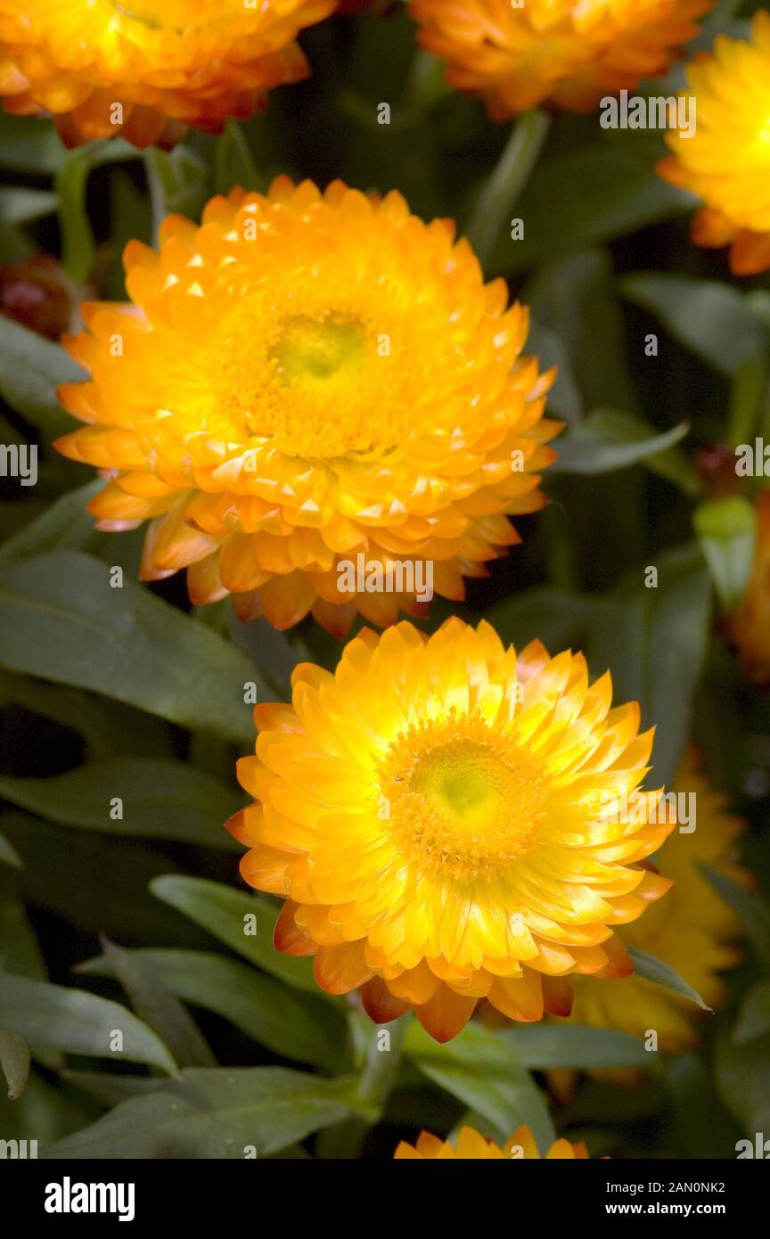 Bracteantha bracteata hi-res stock photography and images - Alamy