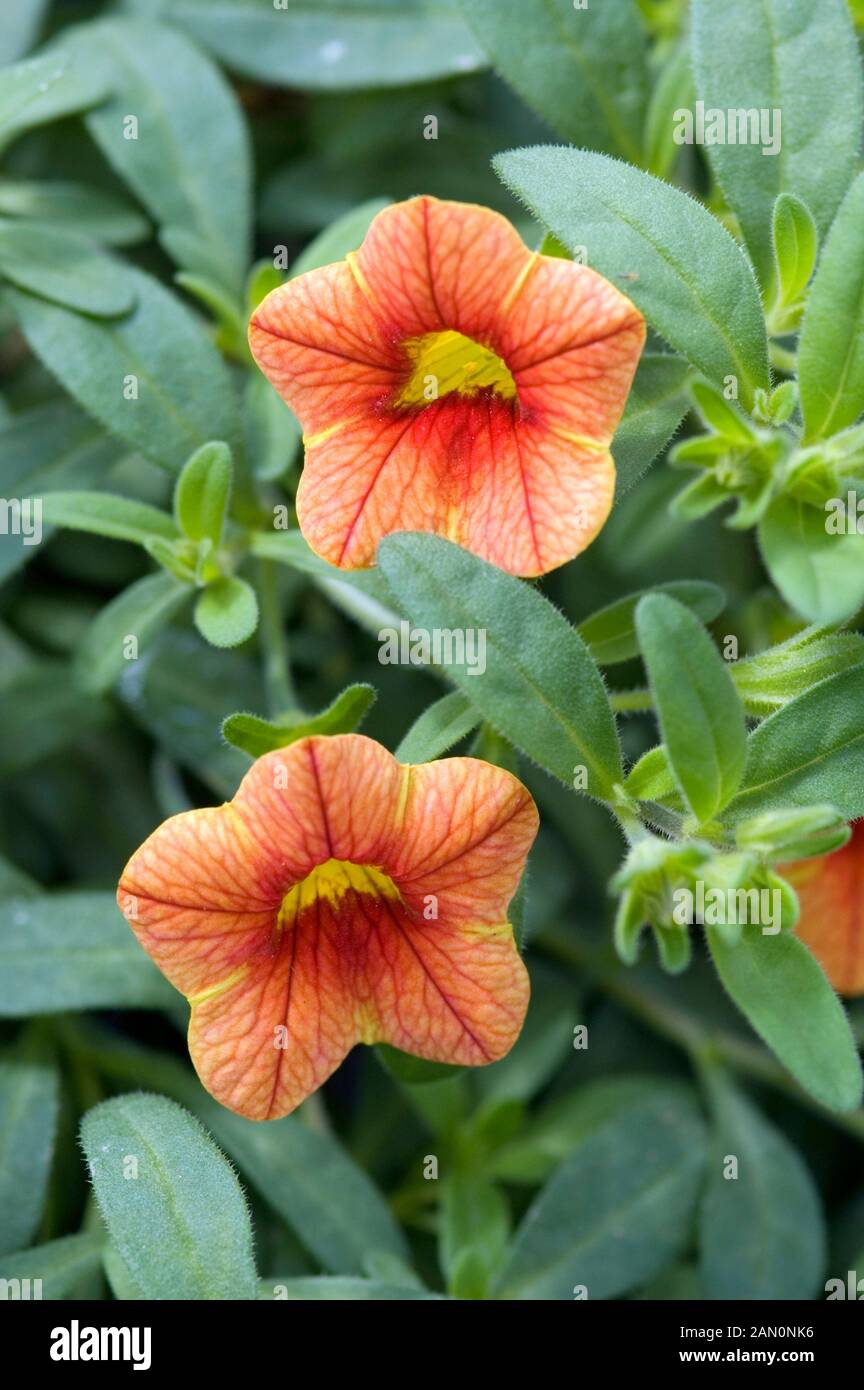 CALIBRACHOA HYBRID CAT'S EYE CALICO Stock Photo - Alamy
