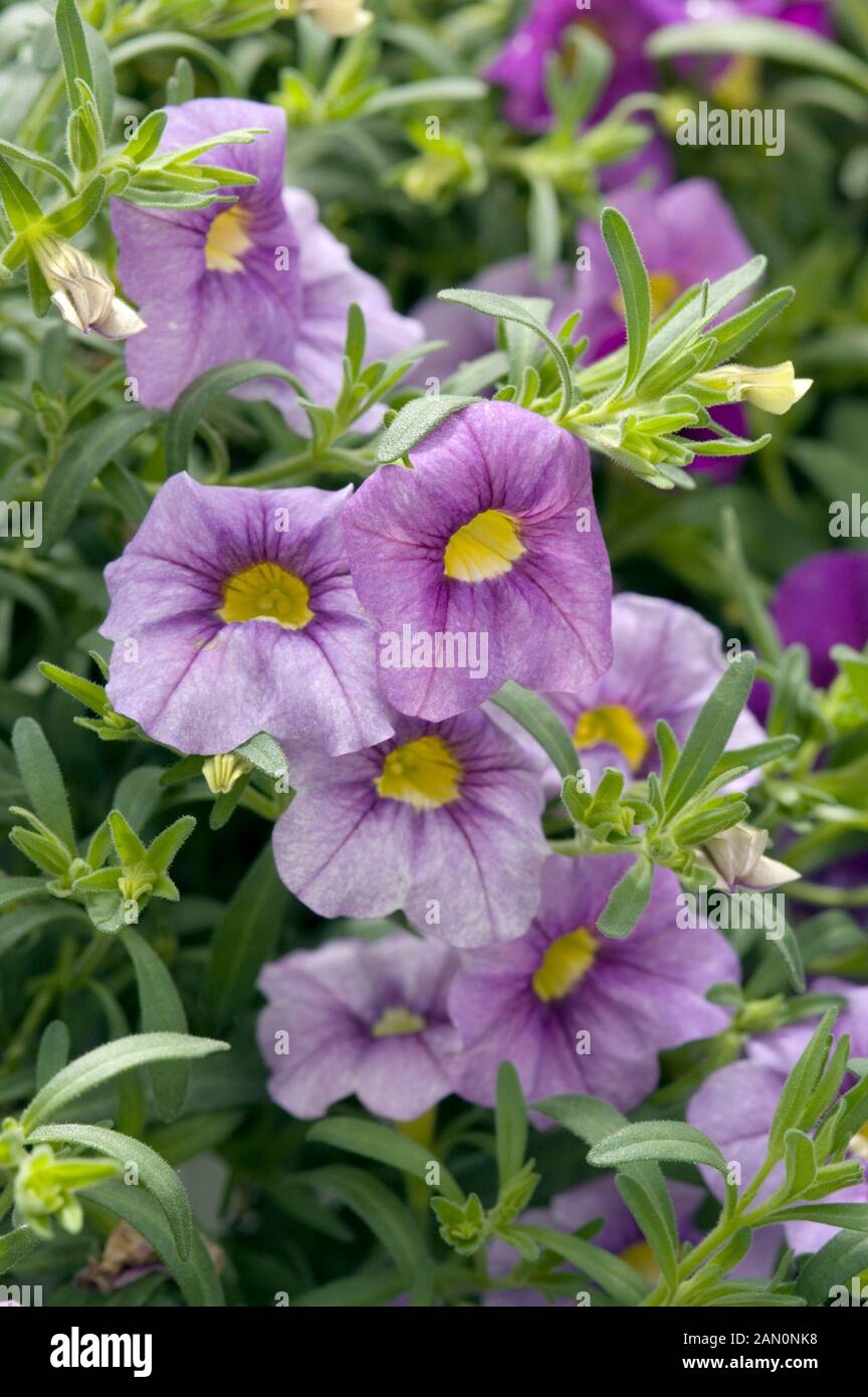 CALIBRACHOA HYBRID CAT'S EYE BLUE Stock Photo - Alamy