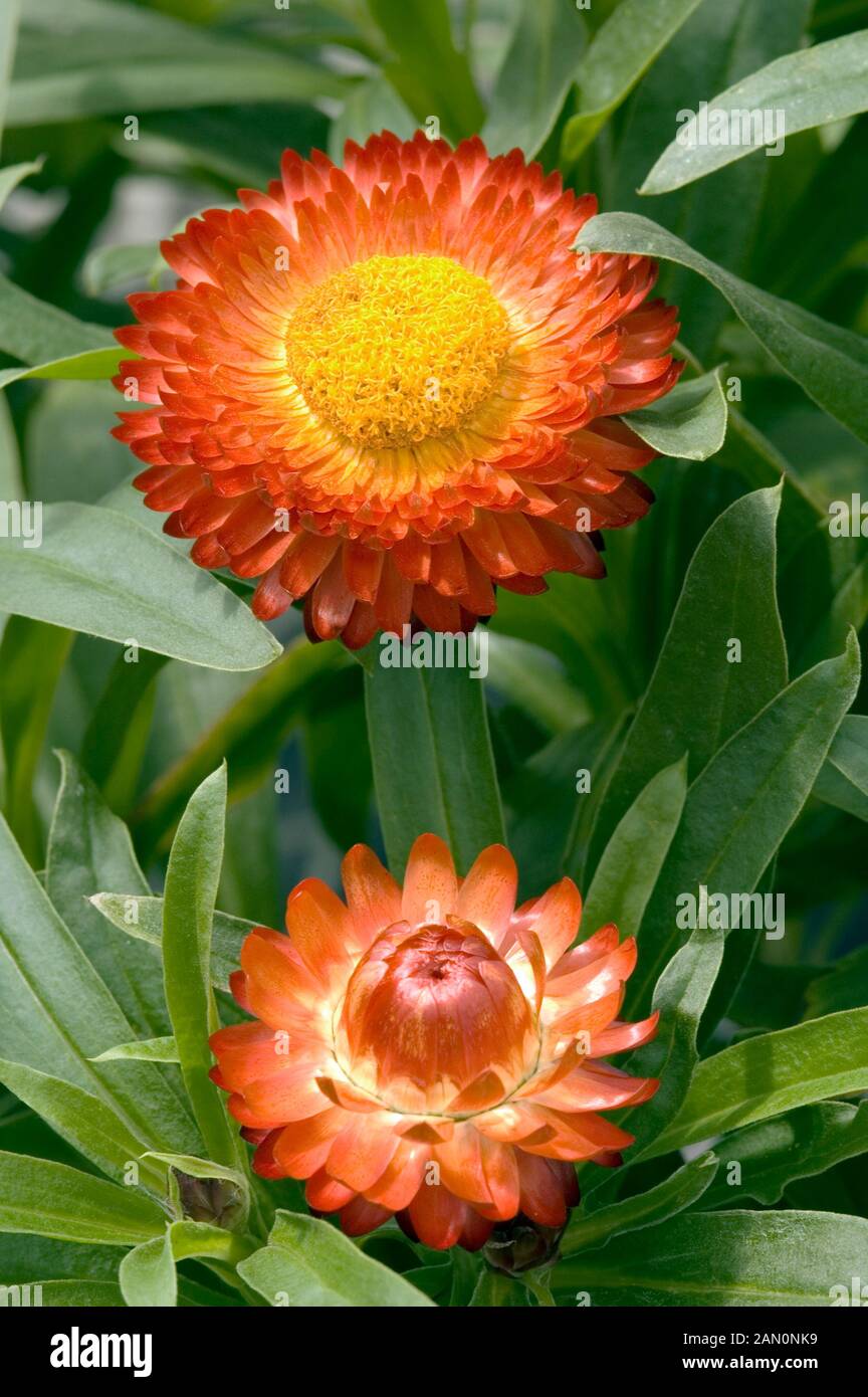 Bracteantha bracteata hi-res stock photography and images - Alamy