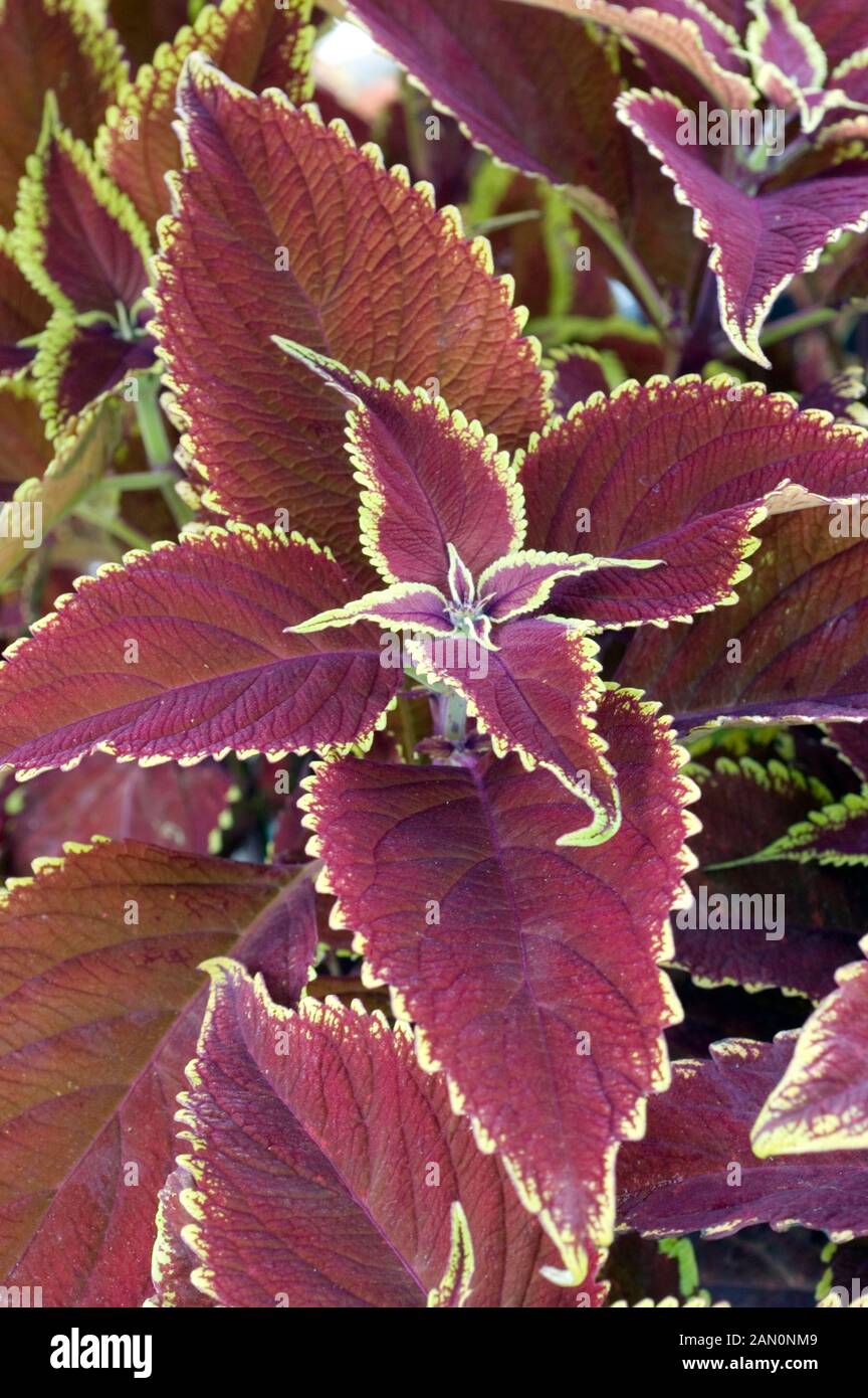 Coleus defiance hi-res stock photography and images - Alamy