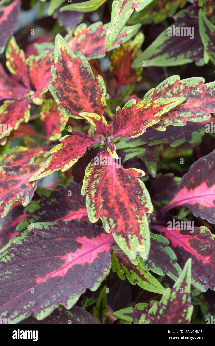 Oompah hi-res stock photography and images - Alamy