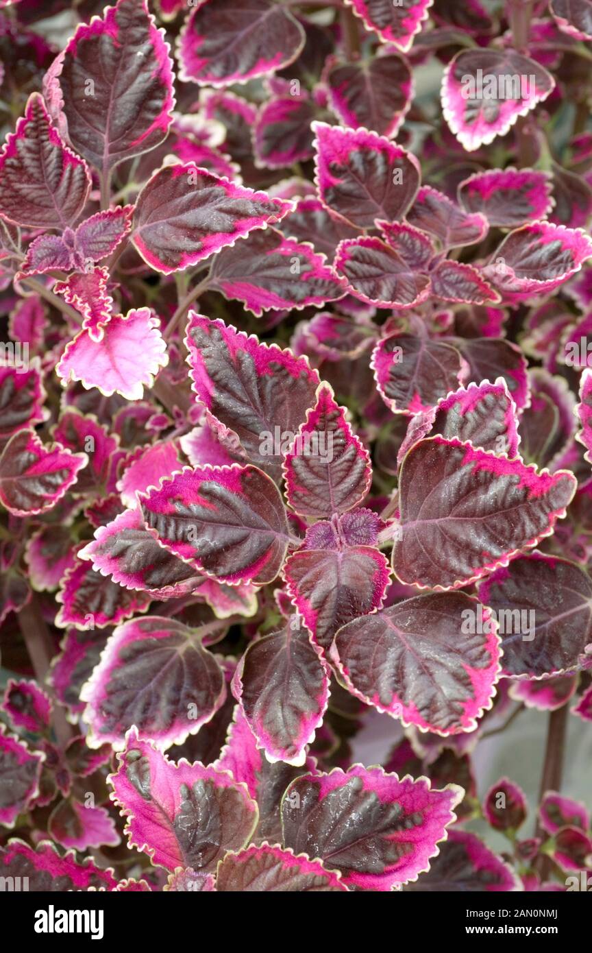 Trailing coleus hi-res stock photography and images - Alamy