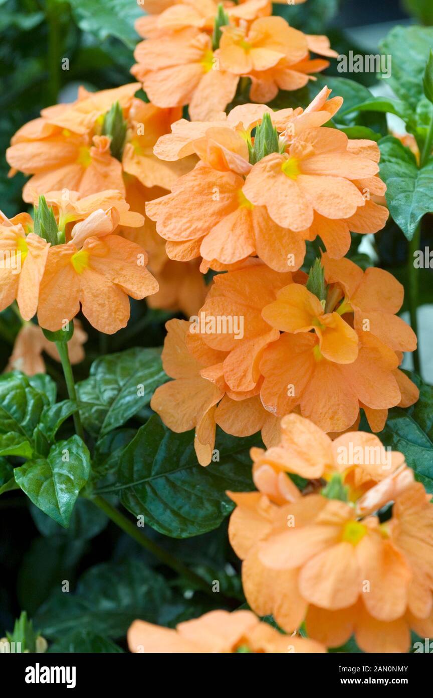Crossandra hi-res stock photography and images - Alamy