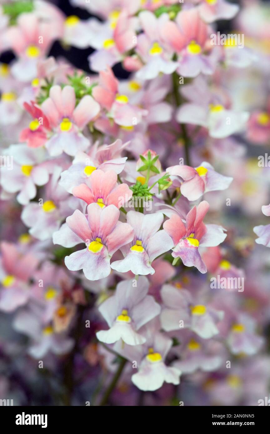 Peach sachet hi-res stock photography and images - Alamy