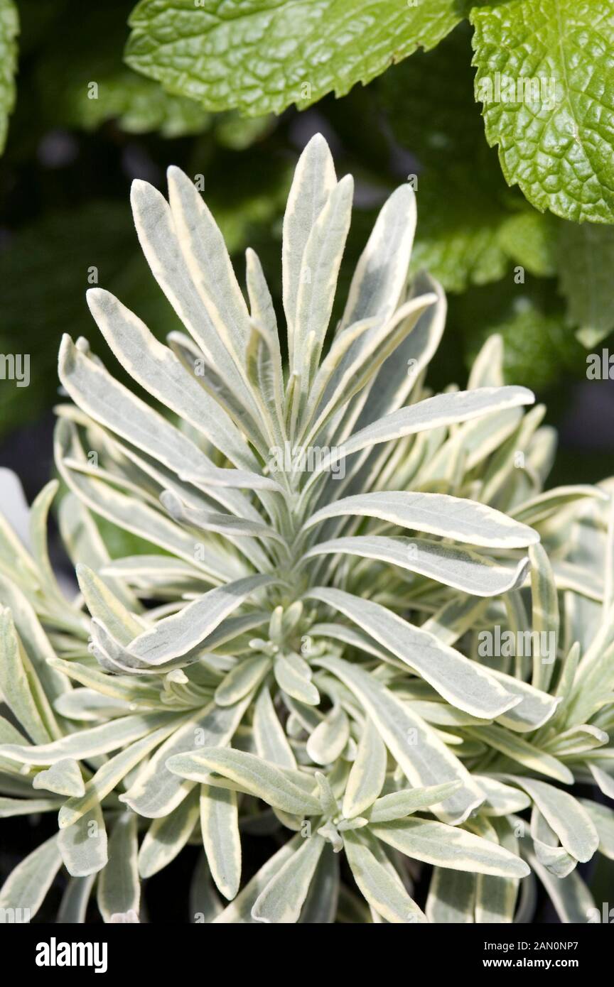 Silver Edge High Resolution Stock Photography and Images - Alamy