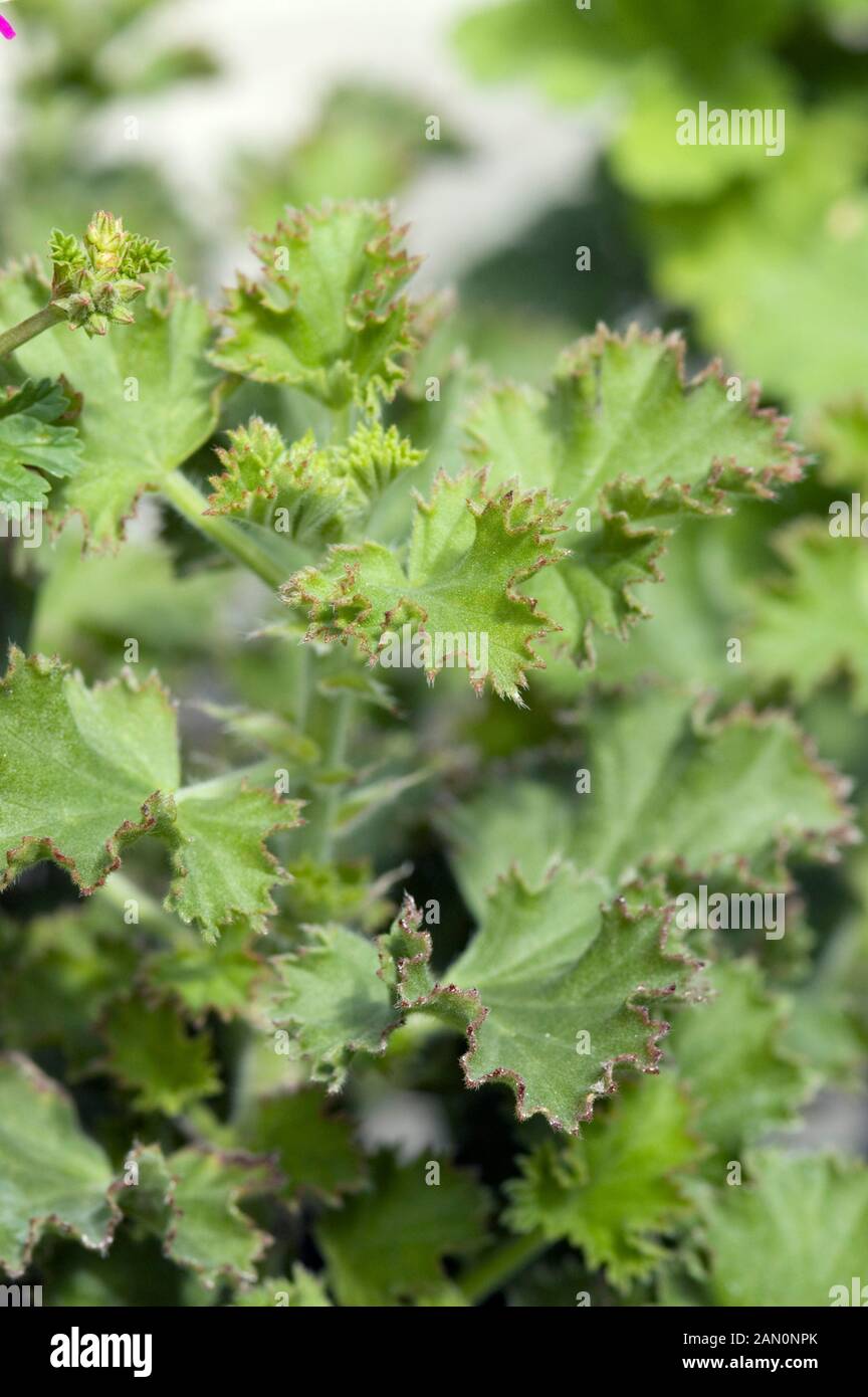 Scented geranium hi-res stock photography and images - Alamy