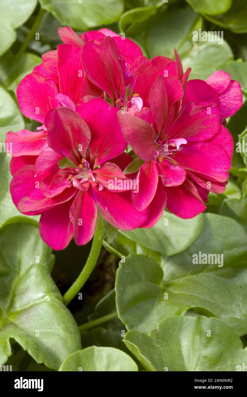 Pelargonium peltatum hi-res stock photography and images - Alamy