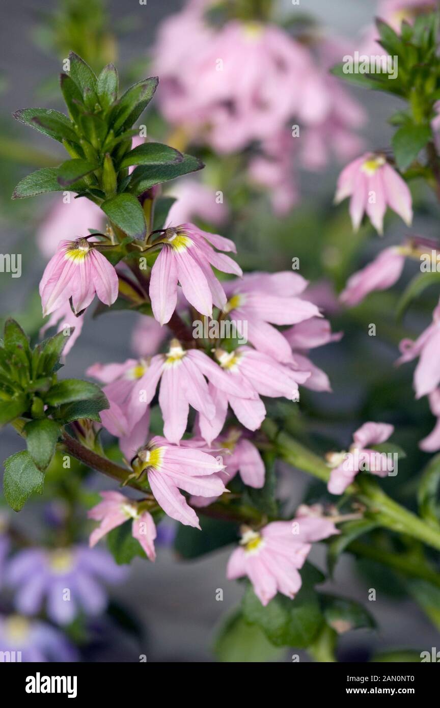Bombay pink hi-res stock photography and images - Alamy
