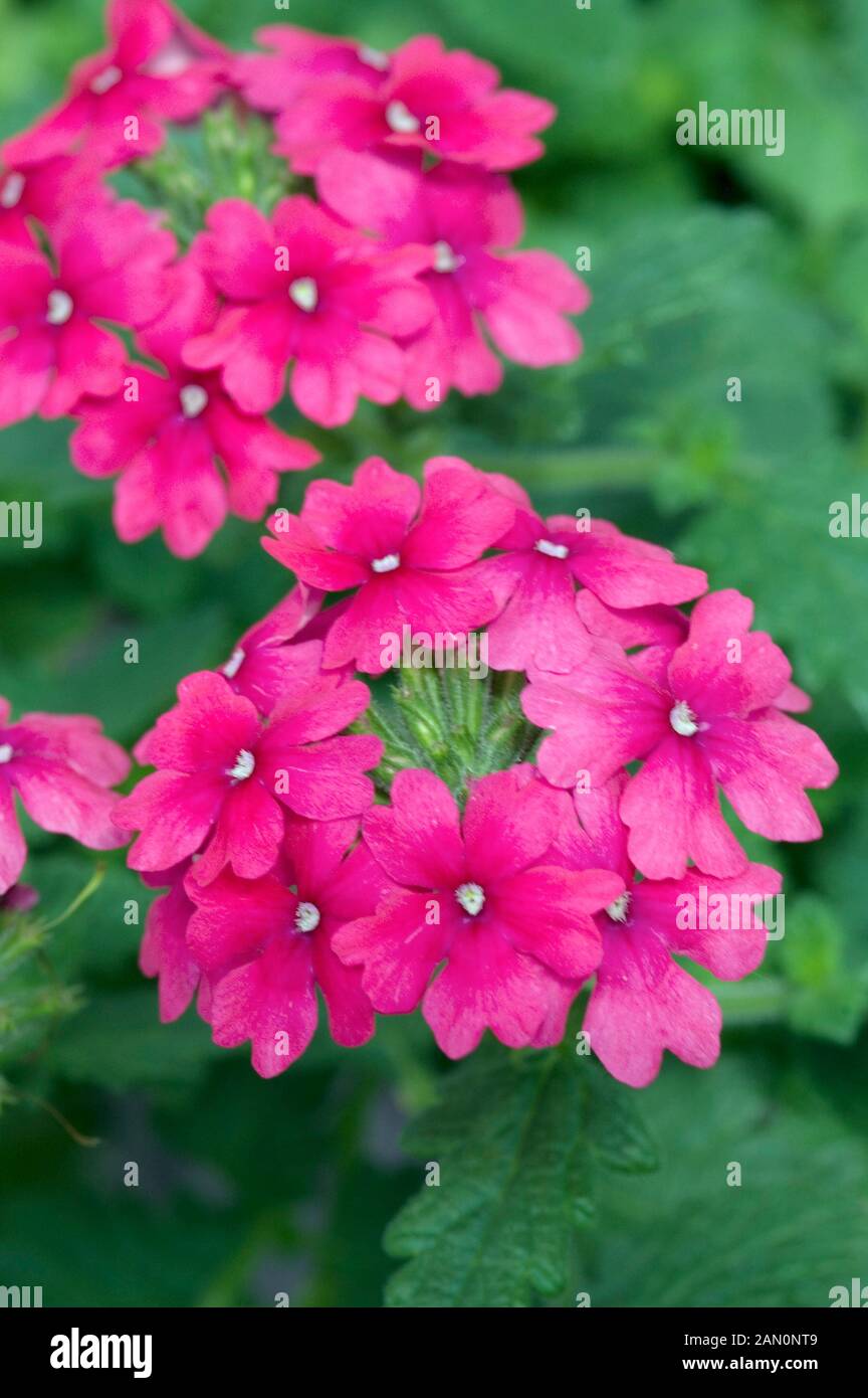 VERBENA TROPICAL BREEZE DEEP PINK Stock Photo - Alamy
