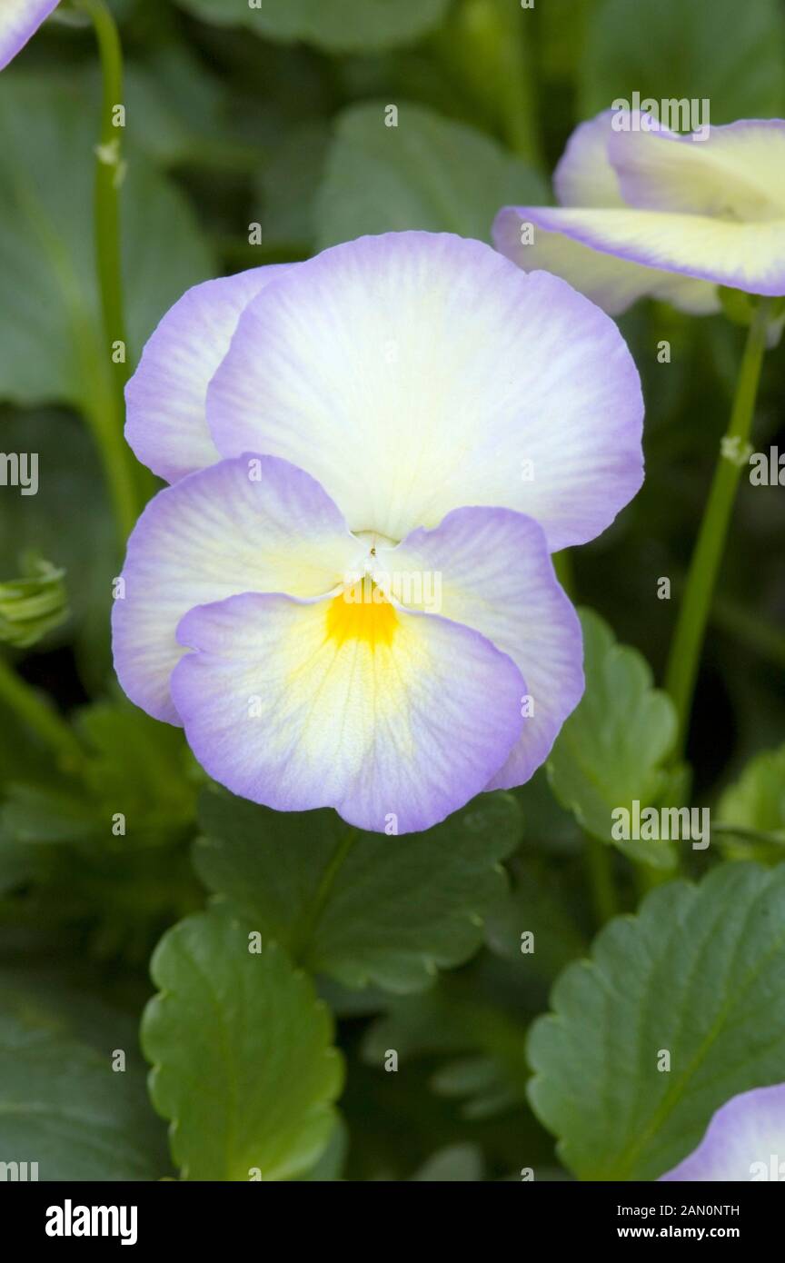 Etain hi-res stock photography and images - Alamy