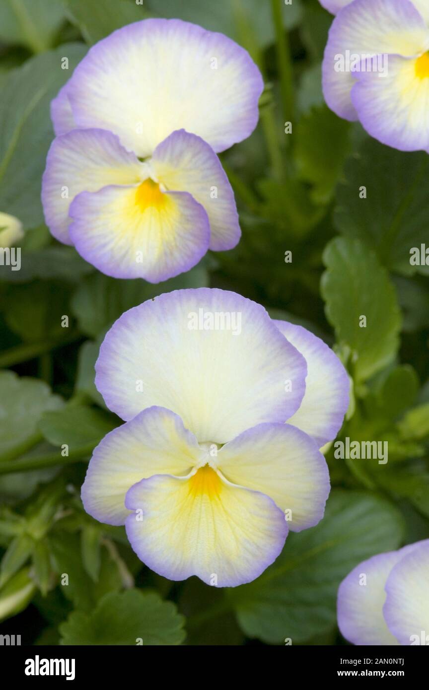 Etain hi-res stock photography and images - Alamy