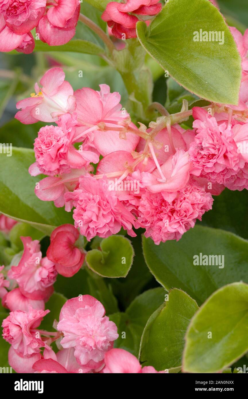 Gum Drop High Resolution Stock Photography and Images - Alamy