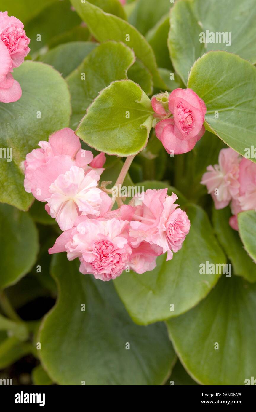 Gum Drop High Resolution Stock Photography and Images - Alamy