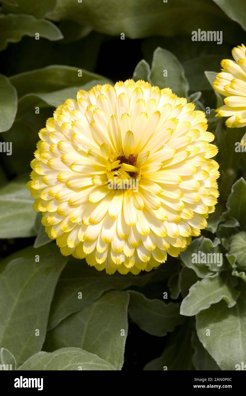 CALENDULA OFFICINALIS BON BON LIGHT YELLOW Stock Photo - Alamy
